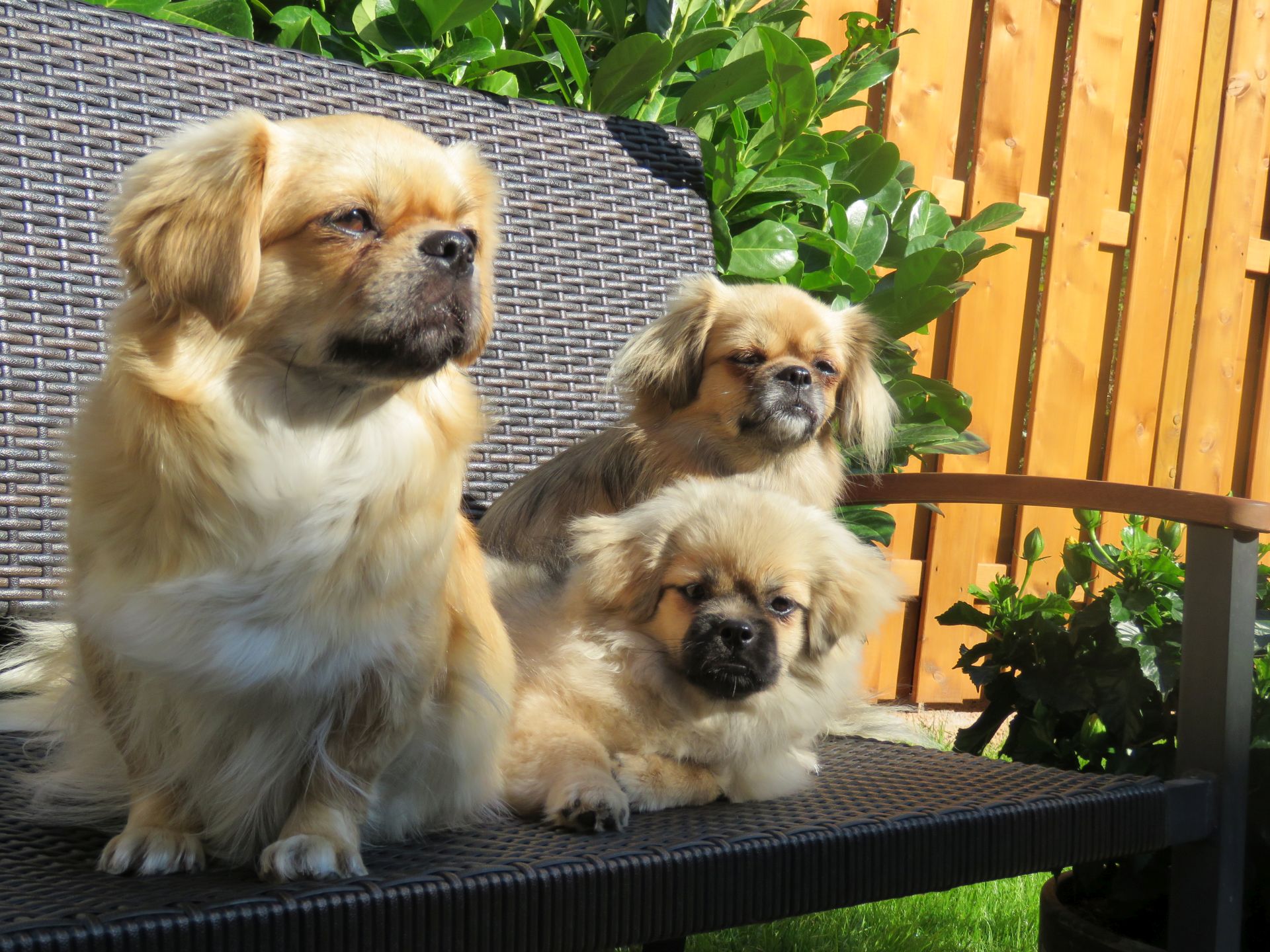 Tibetan Spaniel Zucht Karnikara | Die Zuchtstätte für Tibet Spaniel im ...