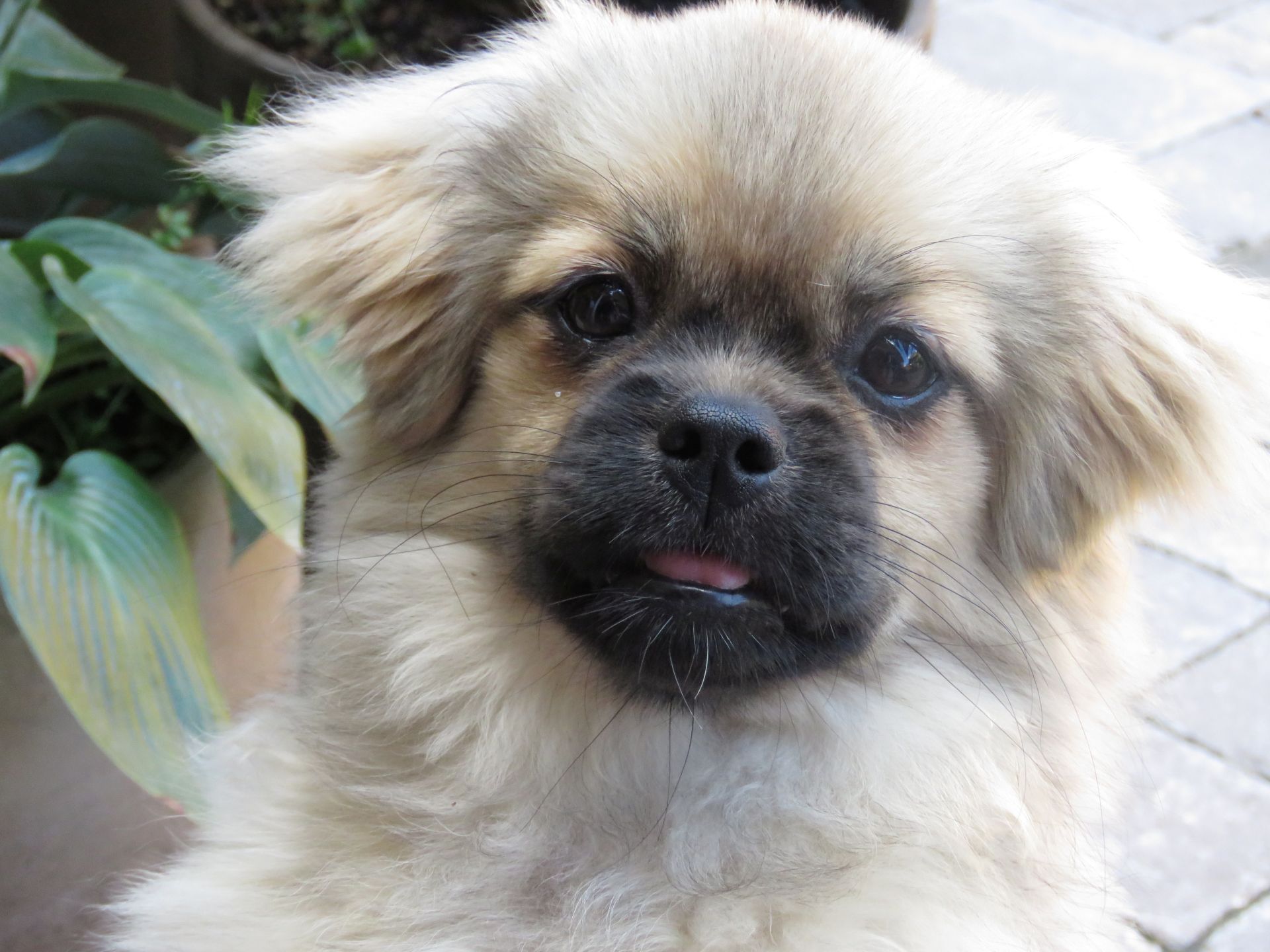 Tibetan Spaniel Zucht Karnikara | Die Zuchtstätte für Tibet Spaniel im ...