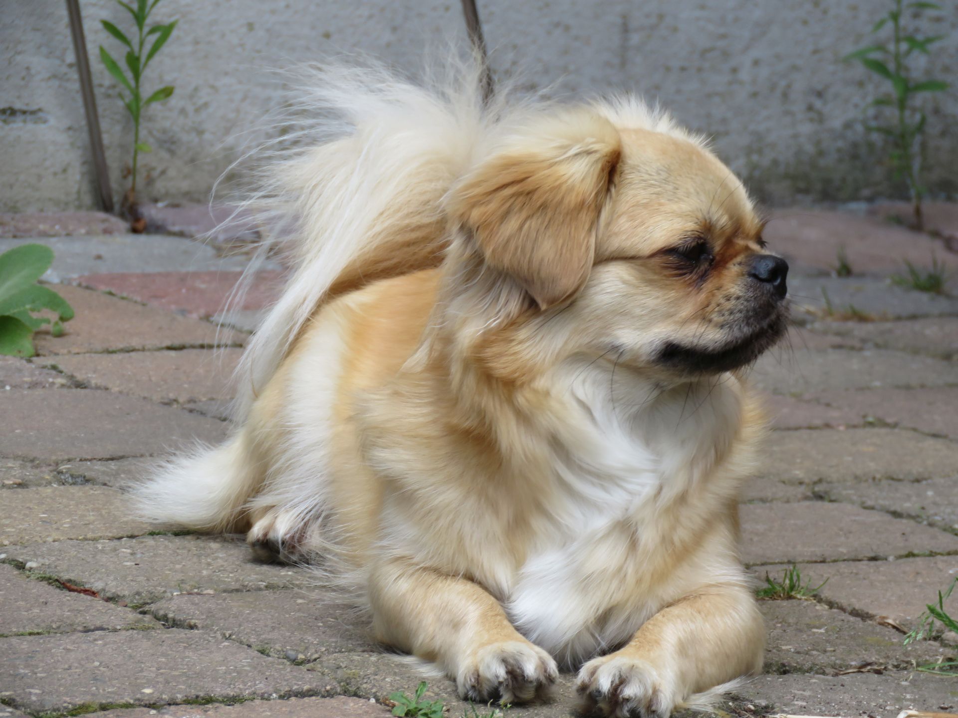 Tibetan Spaniel Zucht Karnikara | Die Zuchtstätte für Tibet Spaniel im ...